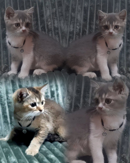 Срочно шотландские котята подешевле не дорого