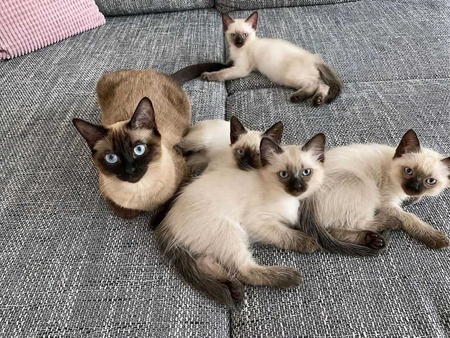 Сиамские  котята