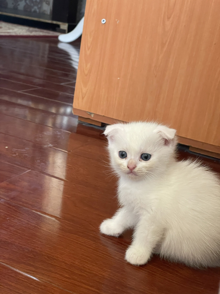 Котята Скотиш фолд