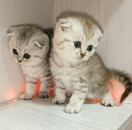 Котята серебристой шиншиллы