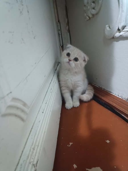 Кошка и кот маленькие пародистые вислоухий