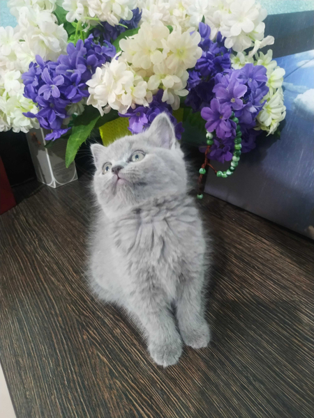 Продается Котенок - Потомка Серебристого Шиншиллы и Леди Страйт!