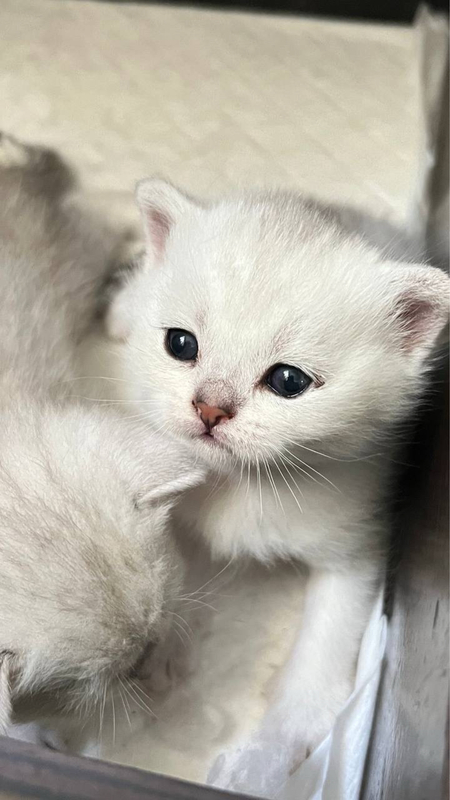 Продаются котята