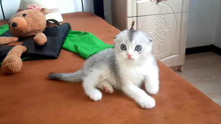 Мальчики скоттиш фолд