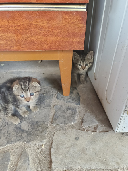 Отдам котят в хорошие руки