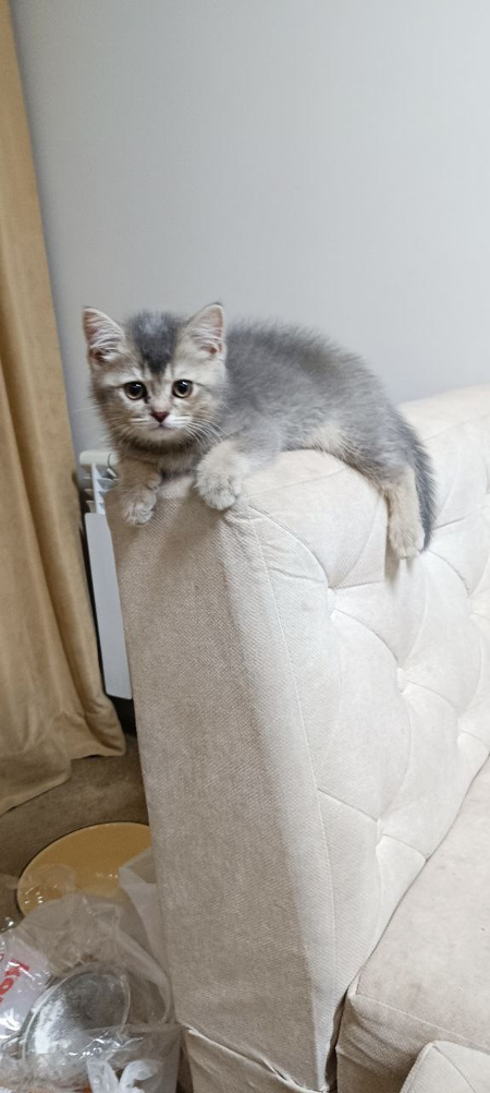 Продам кота (котенка) , серебристая шиншилла