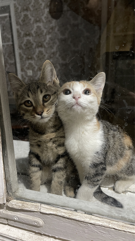 Отдадим котят в добрые руки
