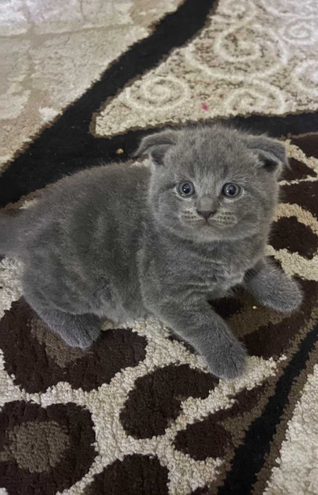 Вислаухие котята