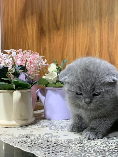 Шотландская вислоухая кошка