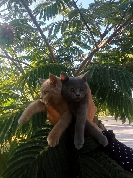 Британский котяник мальчик  3 мес