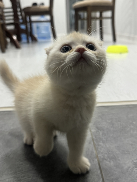 Котёнок фолд шиншила