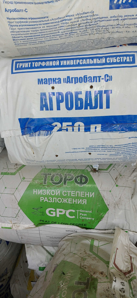 Klubnika клубника кучатлари.