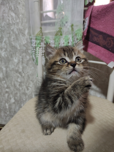 Шотландские Скотиш страйт мальчик