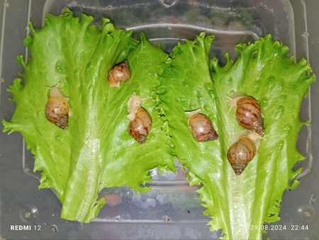 Продаю улитки ахатинские за 3 тыс-5тыс за штутки