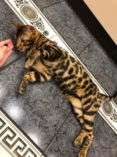 Предлагается на вязку бенгальские кот