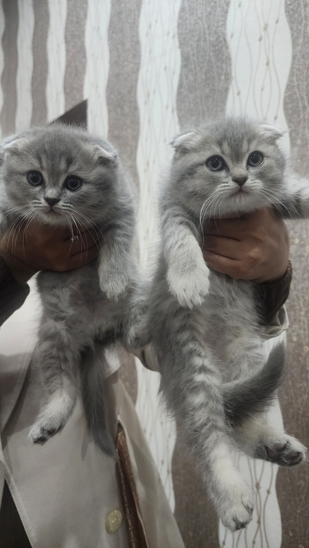 Кошки scottish fold. Мальчик и девочка.