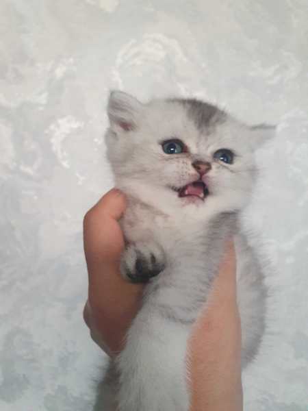 Британская шиншила