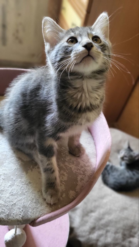 Котята даром в добрые руки