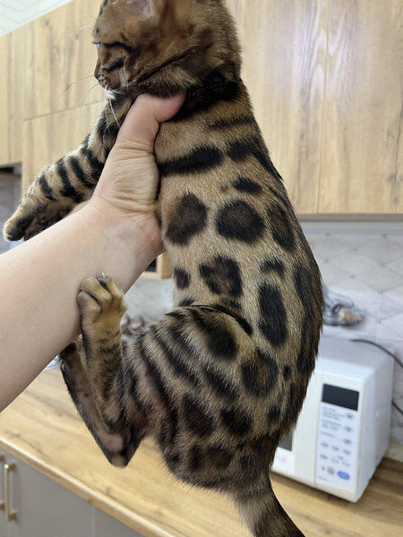 Bengalskaya devochka 3 mesyaca