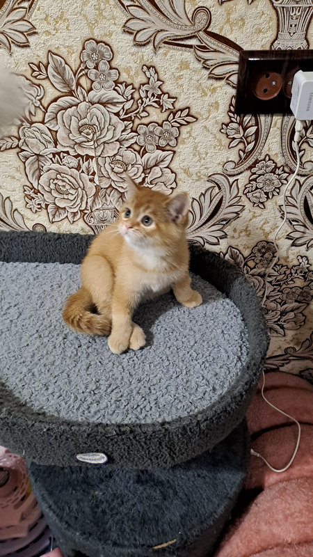 Продается британский мальчик