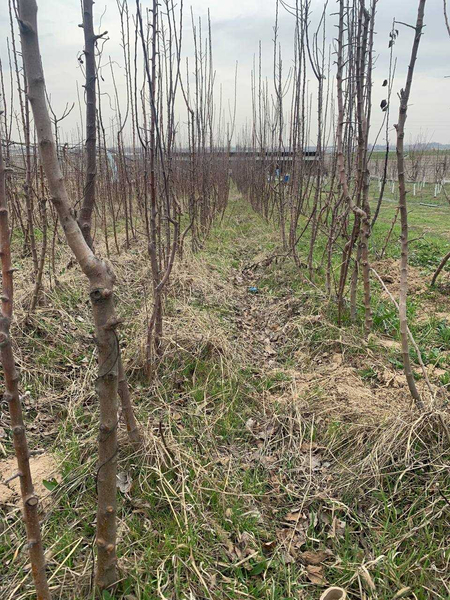Пакана (карлик) олма кучатлар