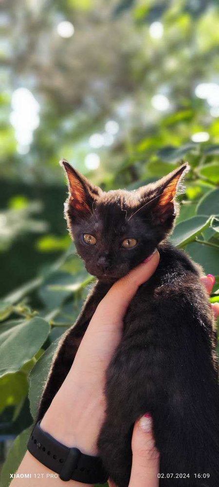 Котёнок, мальчик, 2 месяца