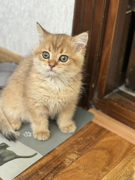 Продается котята