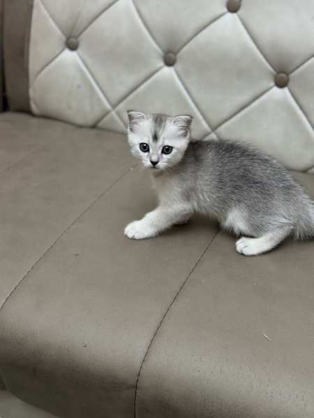 Продажа котят