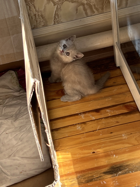 Скотиш фолд (краткоухие)Котята 1,5 месячные.