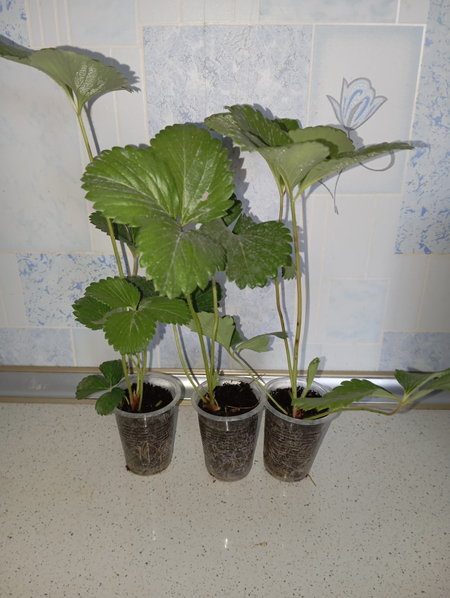 Корейский кулпинай кочат срочно сотилади