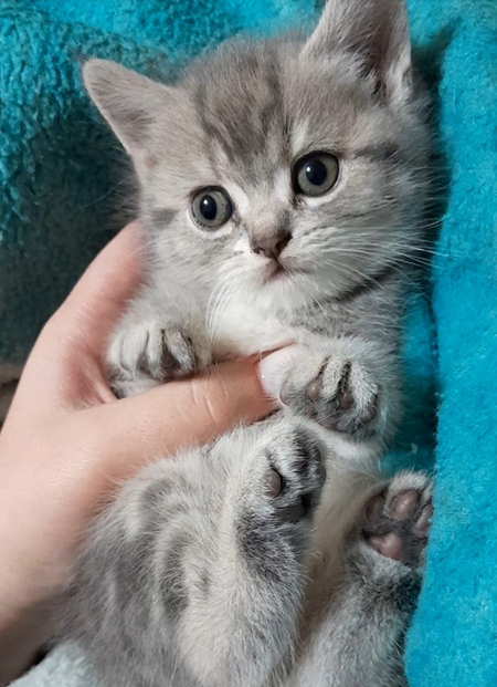 котята  страйт и фолд
