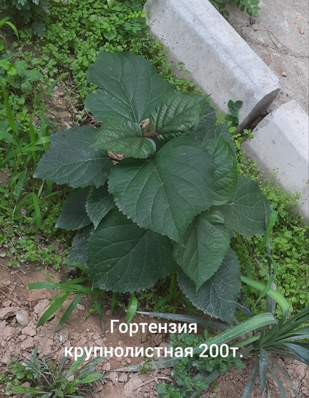 Офисный зеленное растение.е