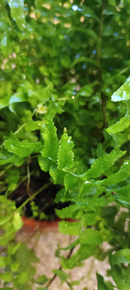 Папоротник - нефролепсис Green Lady