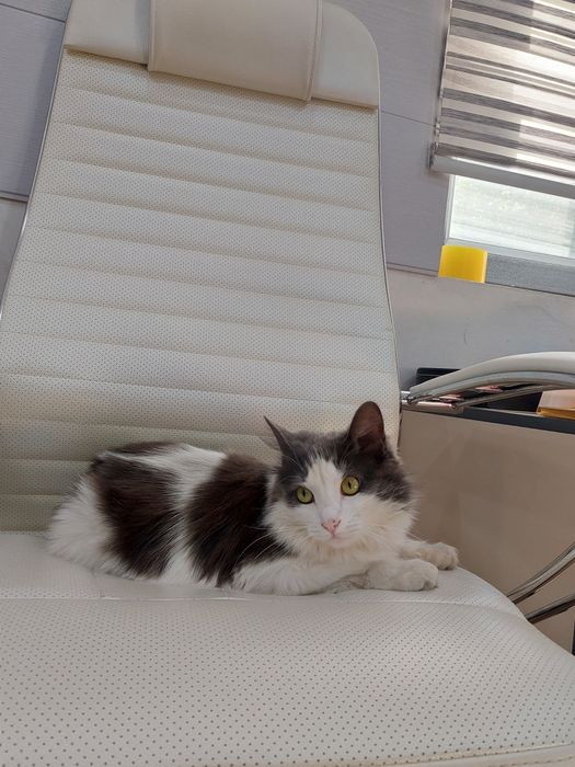 Кошка пушистая красавица. Стерилизованная (котят не будет)