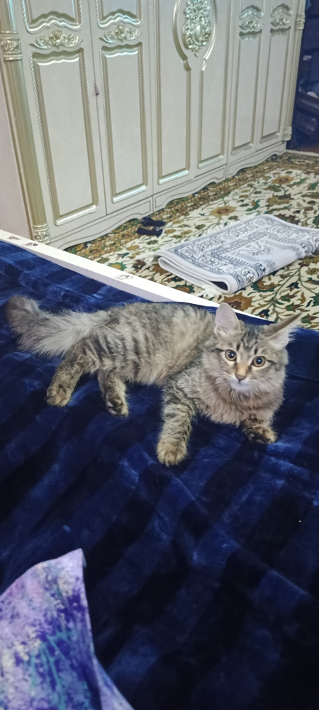 Сибирская мушук угил бола