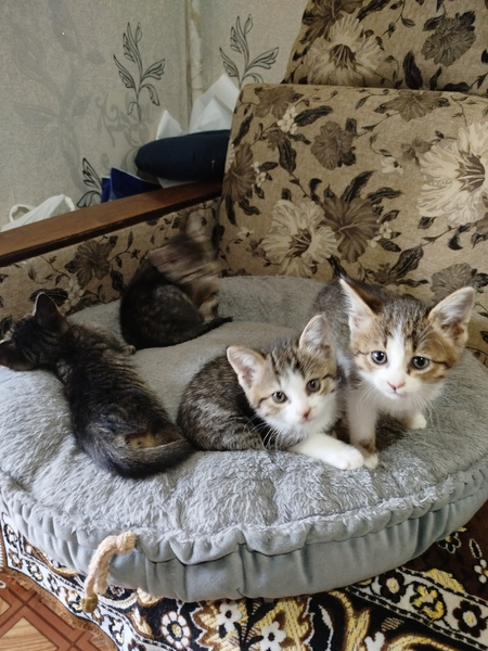 Отдам в добрые руки домашних котят