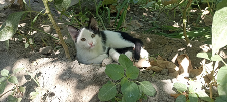 Котенок в хорошие руки