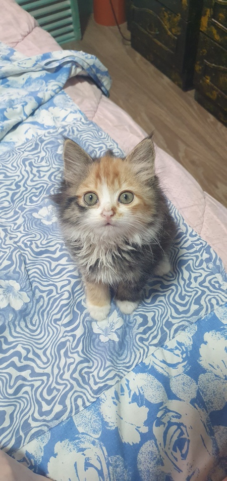 Котенок-девочка 2,5 месяца