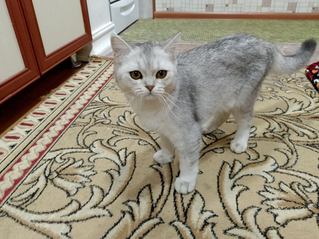 Qiz bola mushuk.