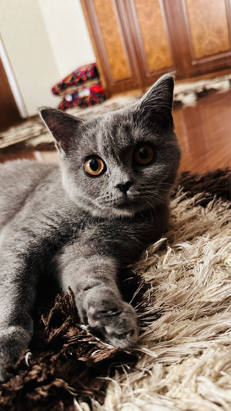 Scottish fold mushuk