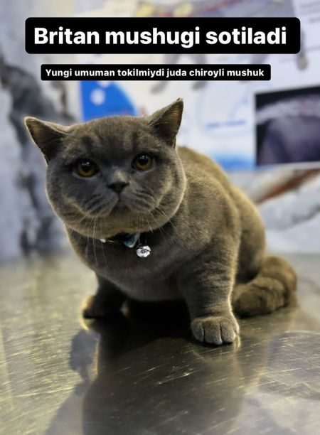 Британец кот  7 месяцев