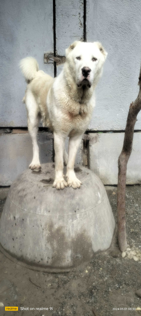 Алабай 1,5 год ФЕРГАНА