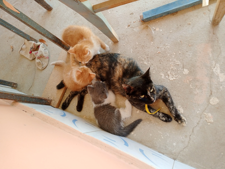Отдам котят даром