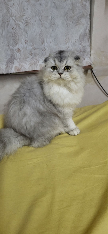 Мушуклар сотилади