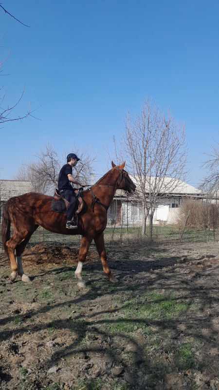 Ot sotiladi biya zodi Hanover nemis oti yoshi 8.9 atrofida soglom
