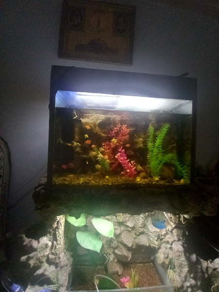 Akvarium baliqlari bilan