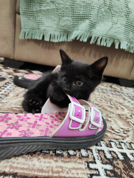 Котик в добрые ручки