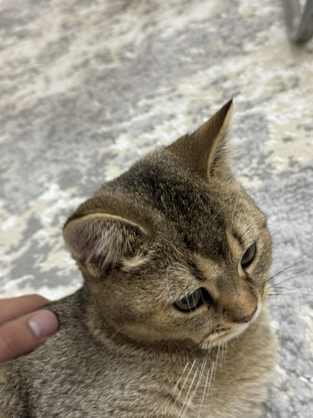 Zatisti shinshilla