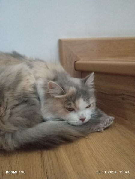 Кошка девочка 1 больше года