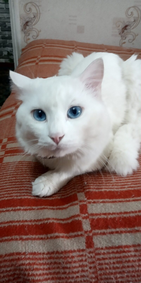 Продаётся котёнок